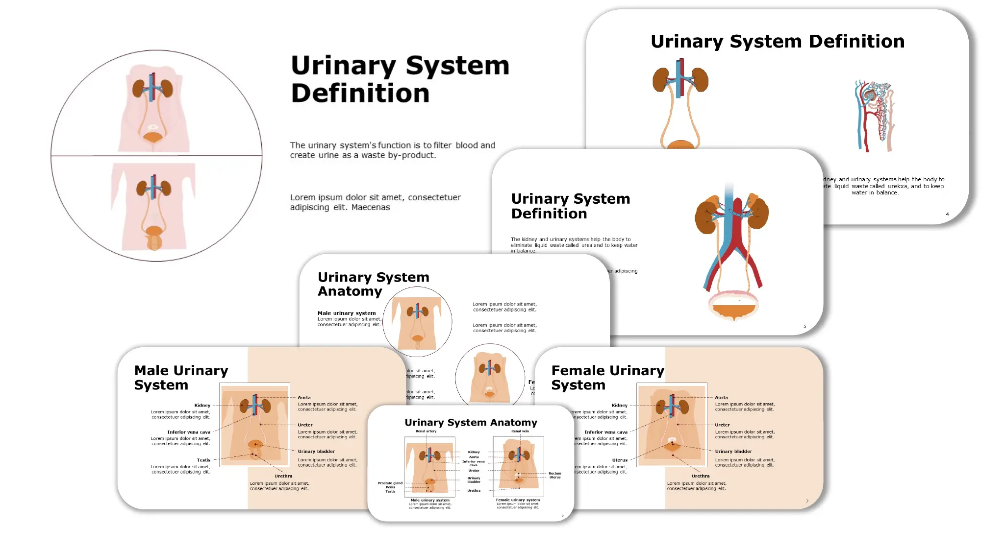 Download Urinary system anatomy & physiology PPT Template|RxSlides